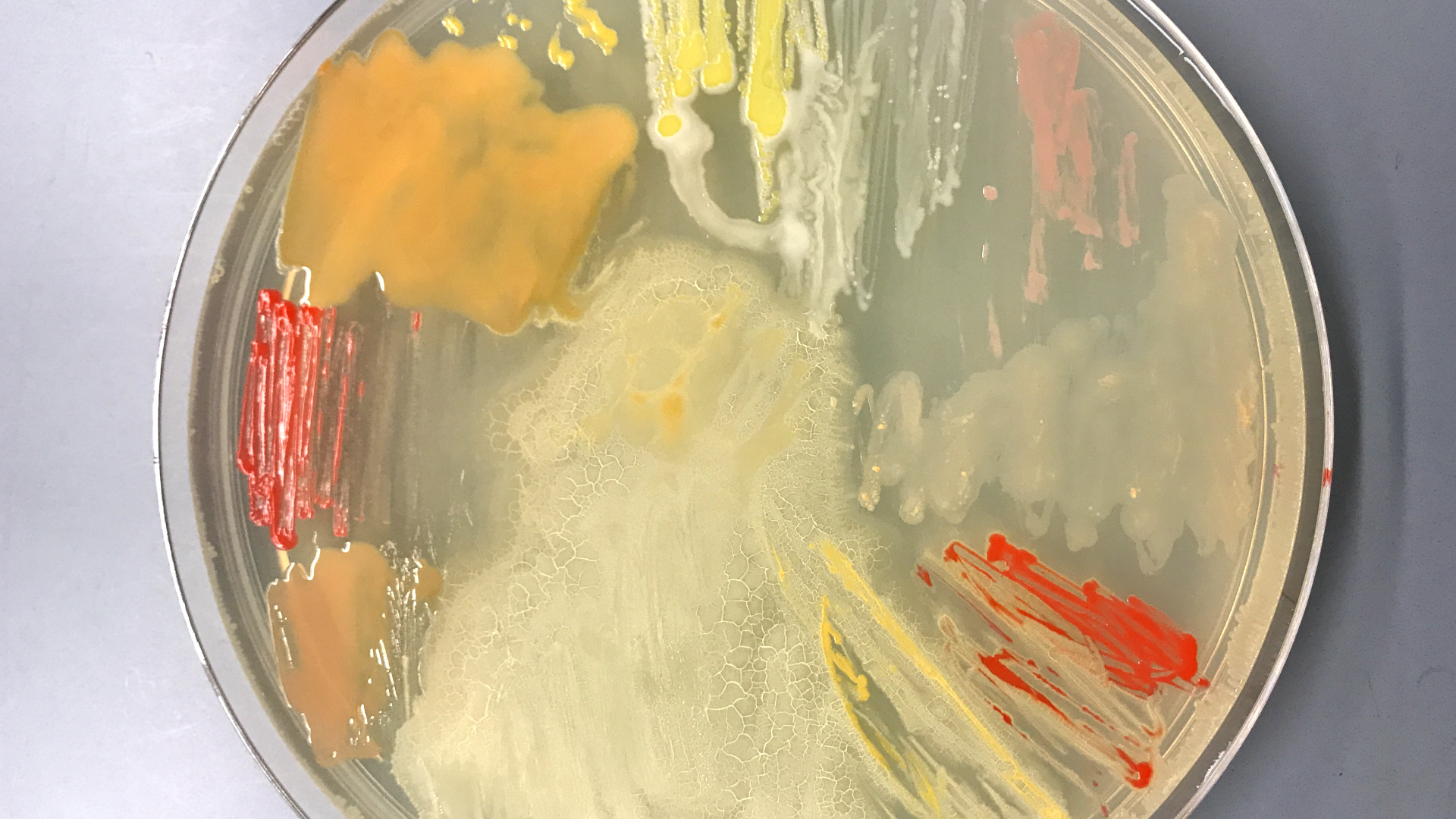 Introduction to The Hugo Boss Prize 2016: Anicka Yi, Life Is Cheap ...